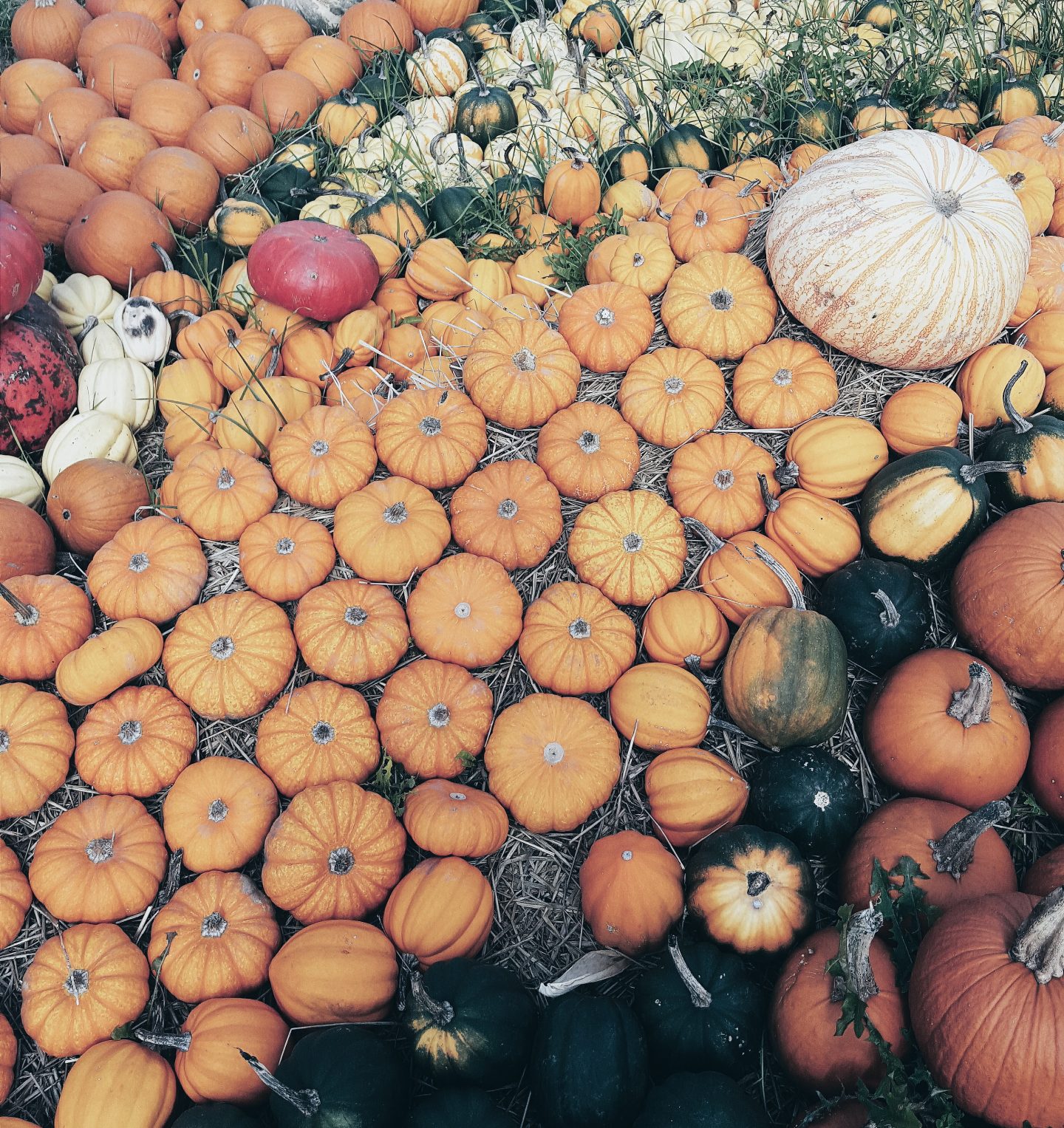 Apple Orchards + Pumpkin Patches – Fall in Minnesota - CHAMPAGNE ...