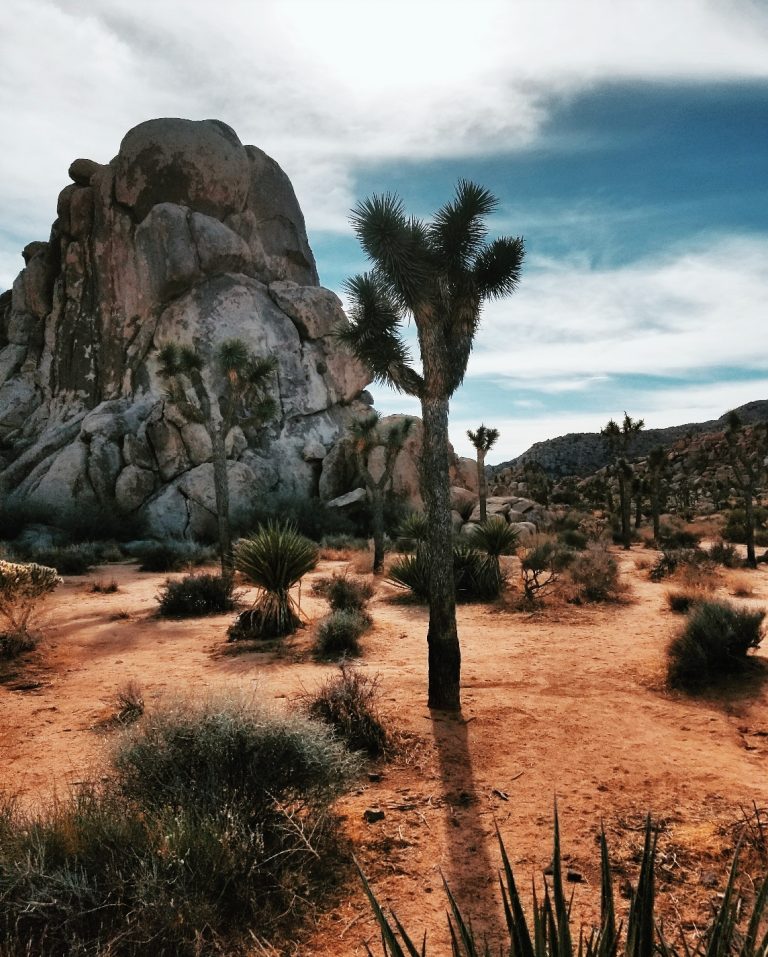 Palm Springs | 2018 Winter Travel Series - CHAMPAGNE + MACAROONS